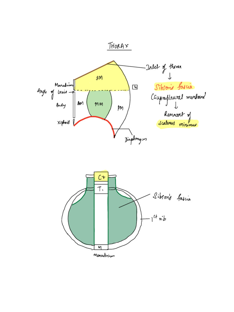 Thorax Anatomy Study Notes PDF | PDF | Angiology | Thorax (Human Anatomy)