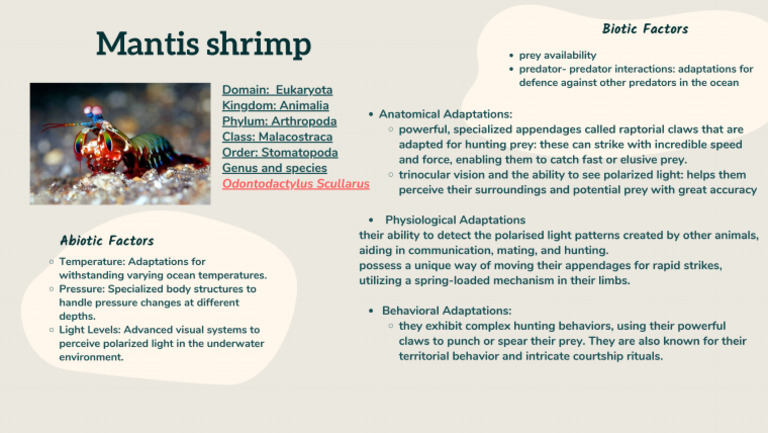 Mantis Shrimp | PDF