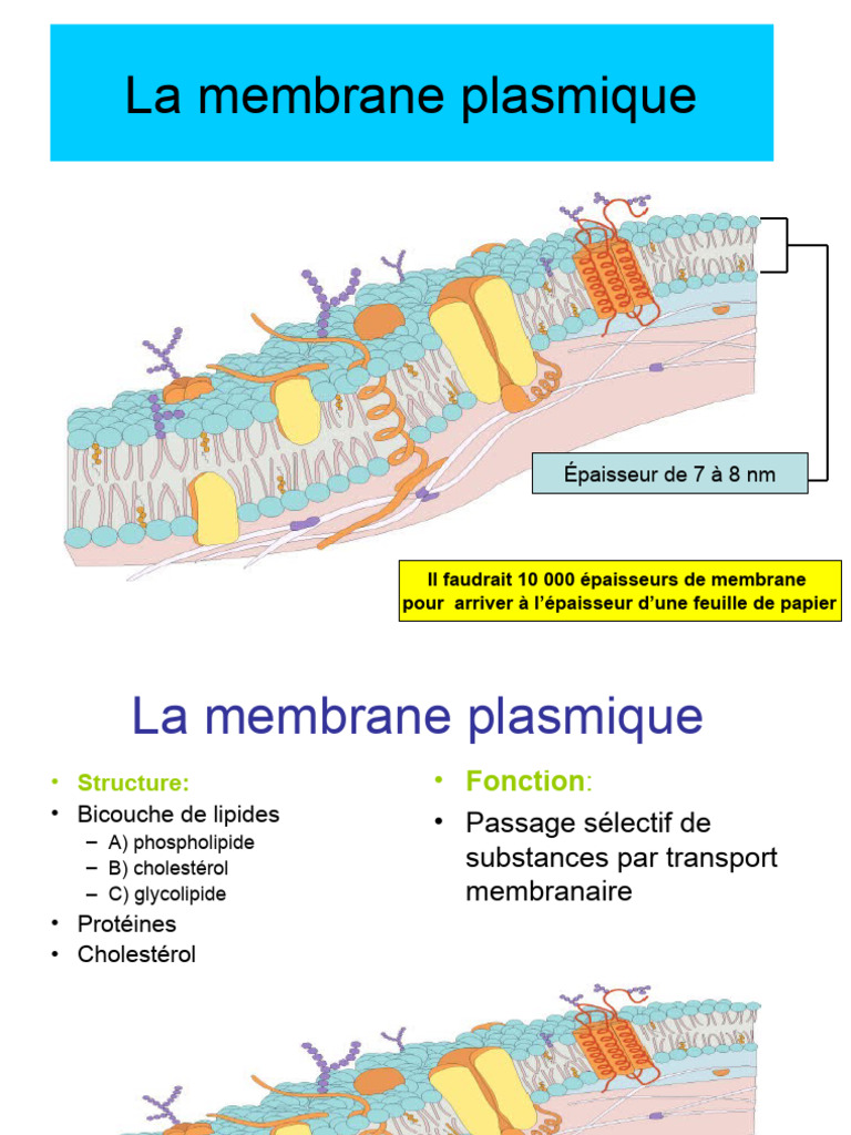 La Membrane Plasmique: Épaisseur de 7 À 8 NM | PDF | Membrane cellulaire | Phospholipide