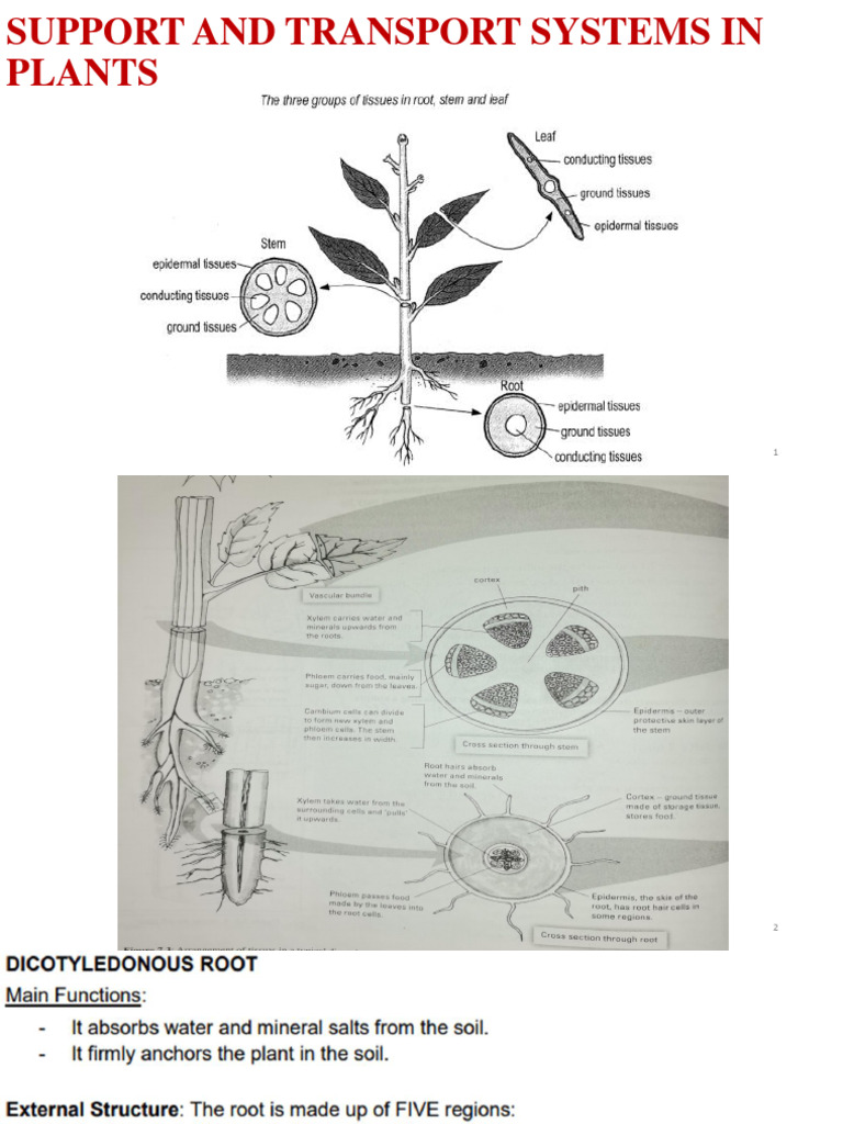 Roots, Stems and Leaves Grade 10 2022 Learners Final | PDF | Tissue ...