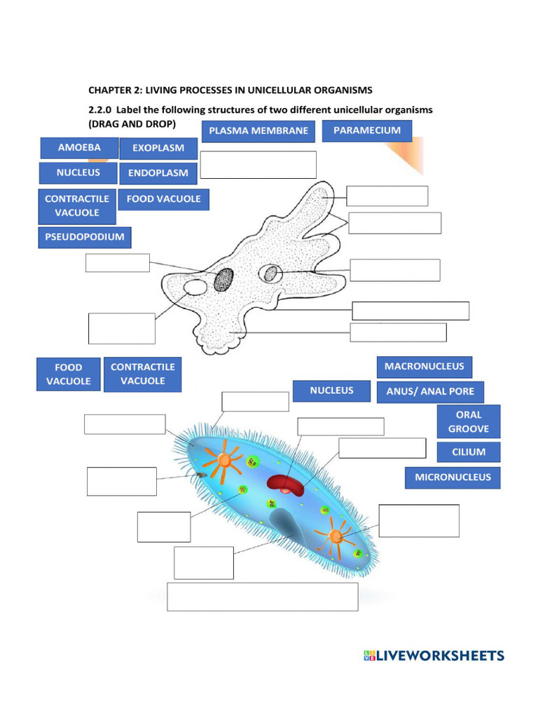Unicellular Organisms Worksheet | PDF