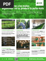 Circuito Productivo de La Yerba Mate | PDF | Semilla | Siembra