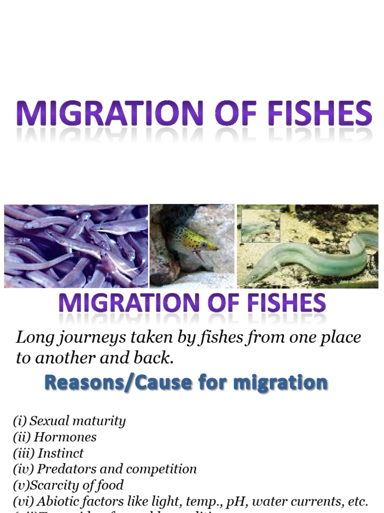 Migration of Fishes 1 | PDF | Spawn (Biology) | Fish