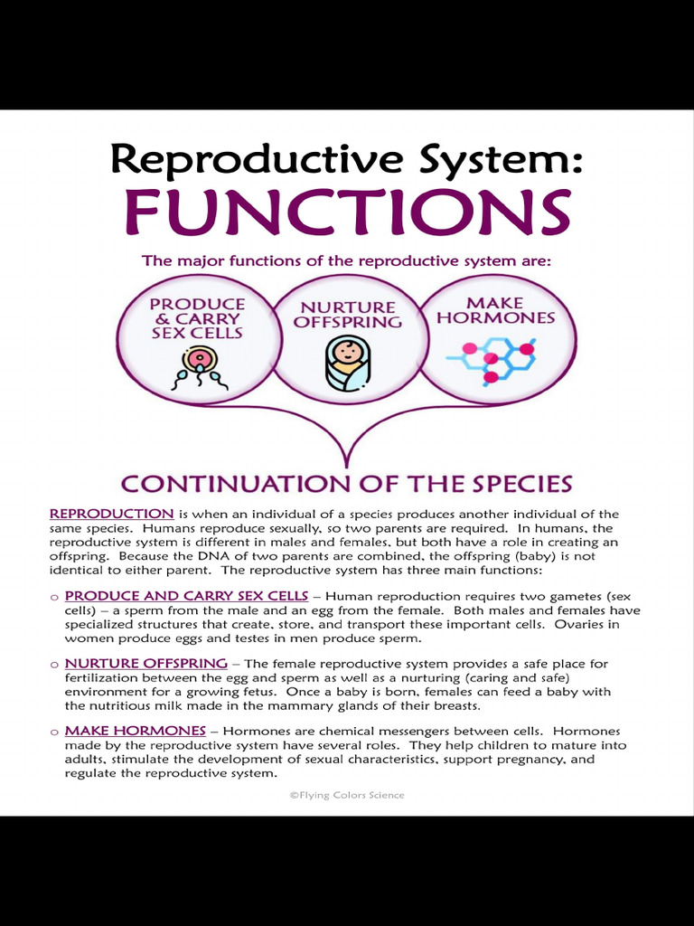 Reproductive System Slides - Google Slides 2 | PDF