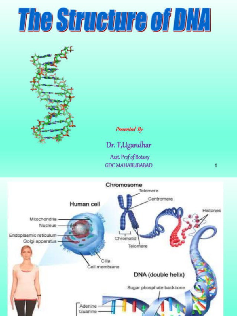 Dna Structure 237312482 | PDF