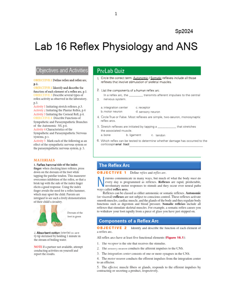 Lab16 Reflexes ANS | Download Free PDF | Motor Neuron | Autonomic Nervous System