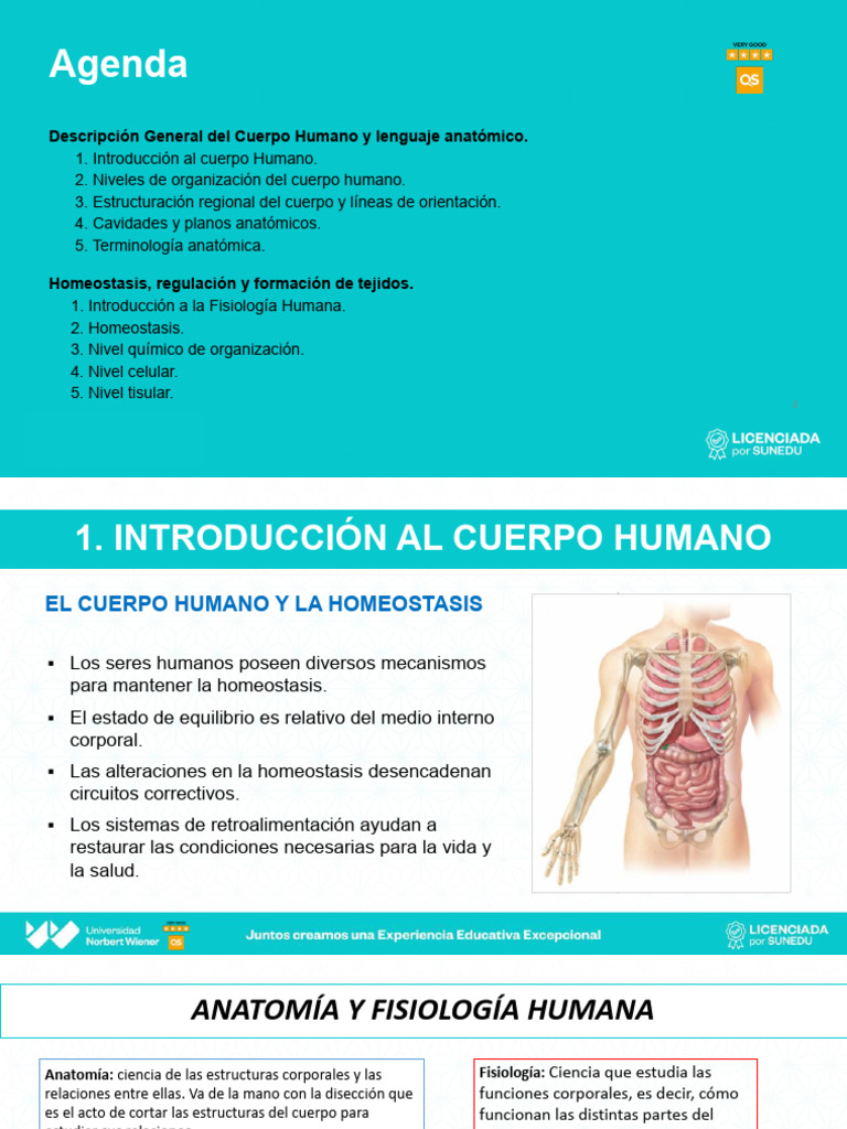 Estructura y Función Del Cuerpo Humano | PDF | Articulación | Músculo