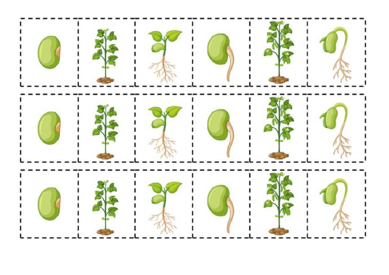 Cycle Du Haricot | PDF