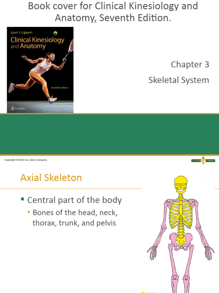 Kinesiology CH 3 Skeletal System 2024 | PDF | Bone | Skeleton