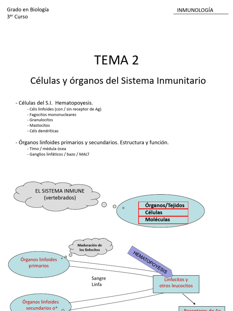TEMA 2. Células y Órganos Del Sistema Inmunitario | PDF | Hematopoyesis | Sistema inmune