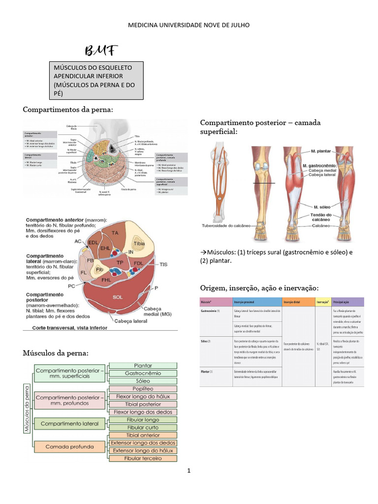 Músculos Do Esqueleto Apendicular Inferior (Músculos Da Perna e Do Pé ...
