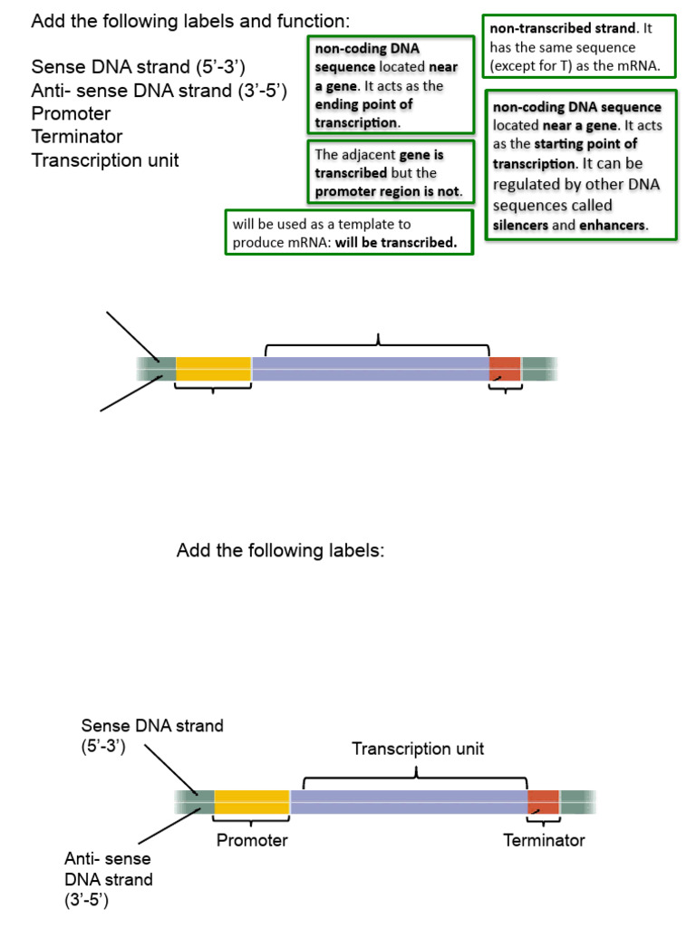 Starter Promoter Terminator | PDF | Sense (Molecular Biology ...