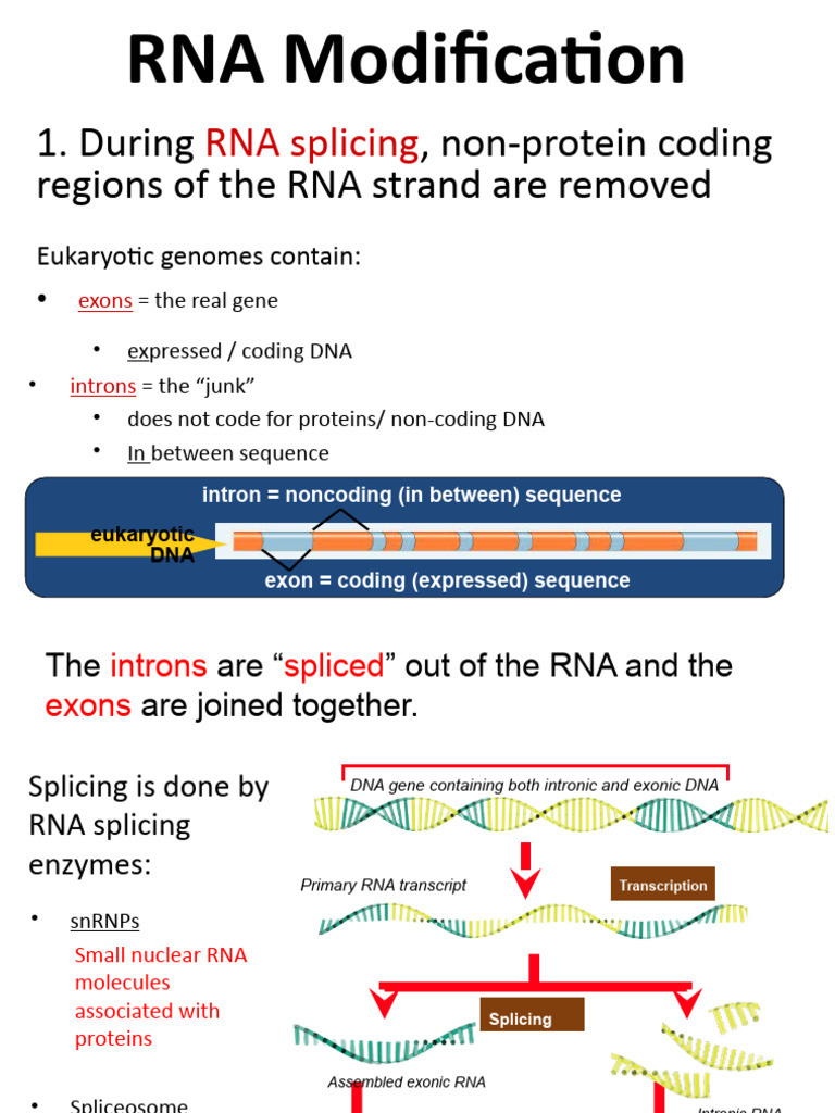 Mrna Modification | PDF | Rna | Rna Splicing