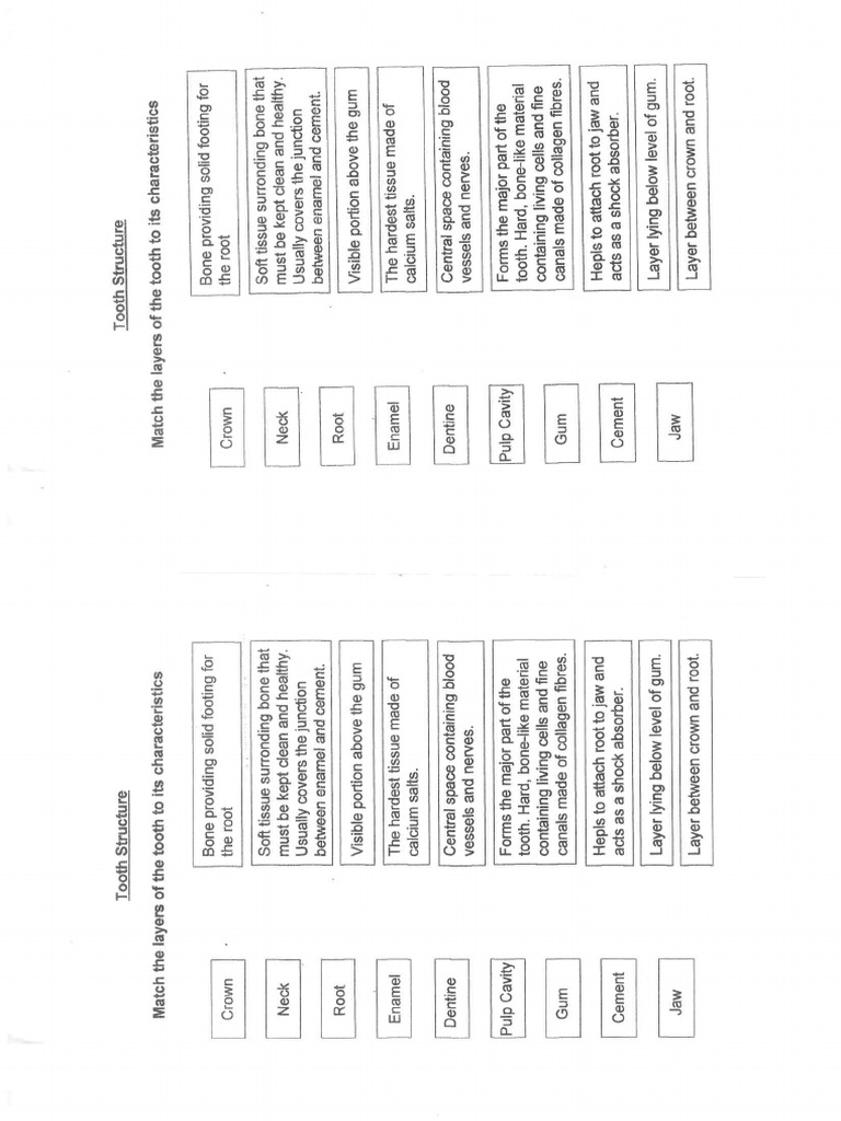 Label Functions Structure Tooth | PDF
