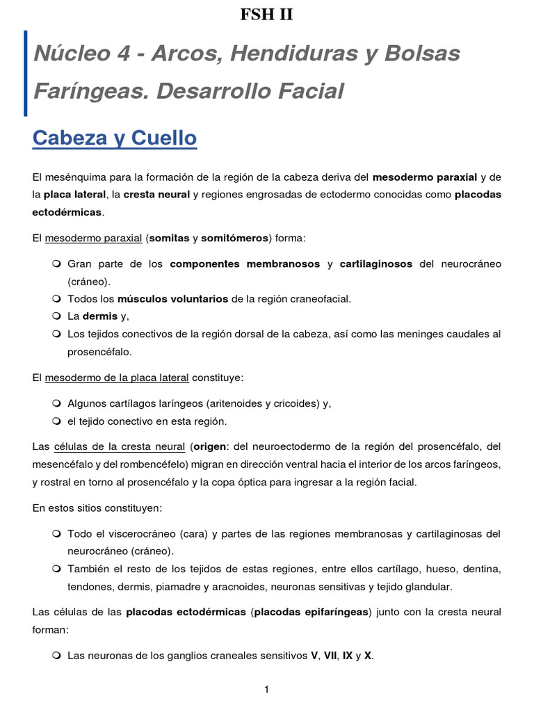 Desarrollo de Arcos y Bolsas Faríngeas | PDF | Lengua | Laringe