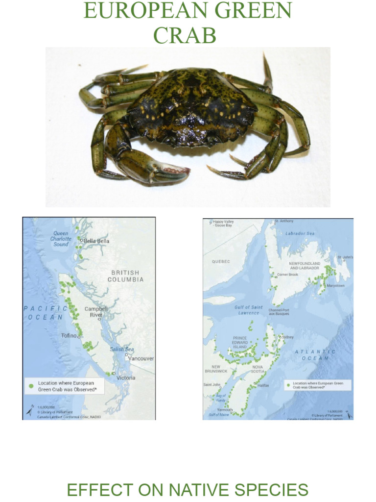 Invasive Species Presentation | PDF | Home & Garden