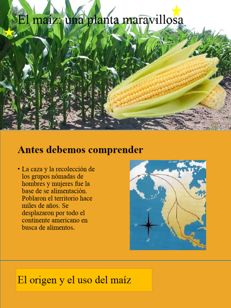 El Origen Del Maiz | PDF | Maíz | Alimentos