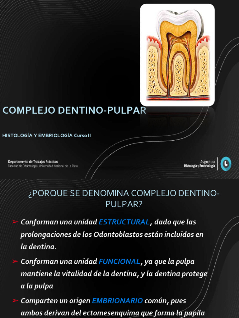 Complejo Dentino-Pulpar: Estructura y Función | PDF | Dentina | Anatomía