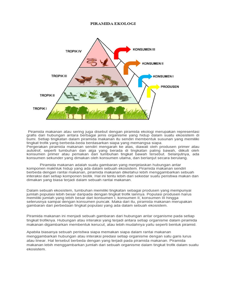 Jenis-Jenis Piramida Ekologi | PDF | Sains & Matematika