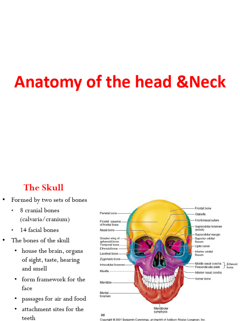 Anat Head & Neck | PDF | Ear | Larynx
