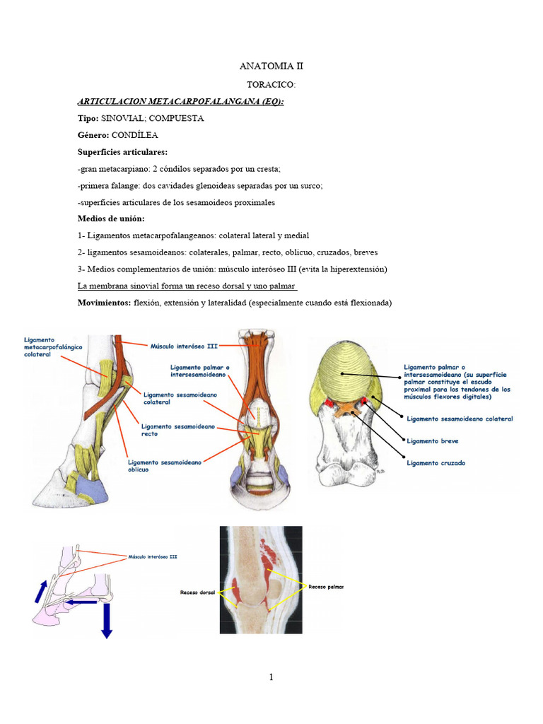 ANATOMIA 2 | PDF | Articulación | Extremidades (anatomía)
