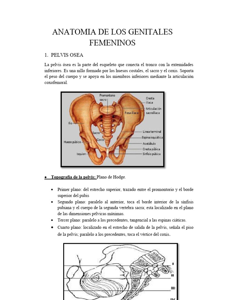 Anatomia de Los Genitales Femeninos Kimi Terminado | PDF | Pelvis | Vagina