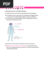 Rôle et anatomie du centre ovale cérébral | PDF | Cerveau | Cortex cérébral