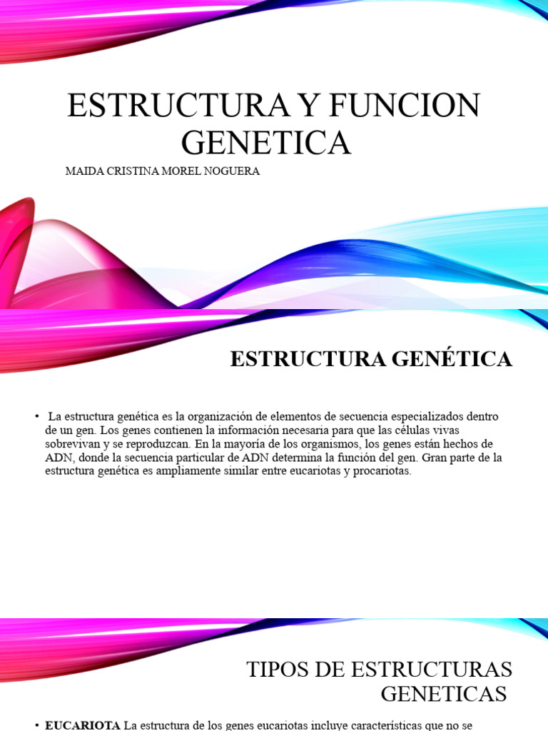 Estructura y Funcion Genetica Maida Morel | PDF | Gene | Messenger Rna