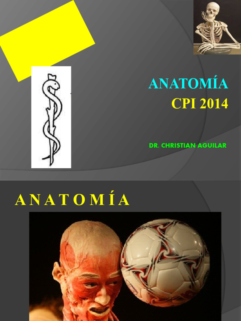 Anatomía del Miembro Superior: Cintura y Brazo | PDF | Mano ...
