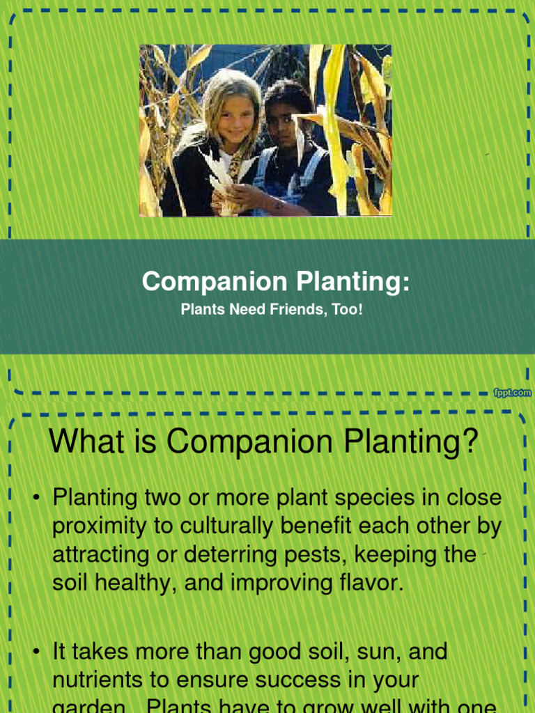 Companion Planting Presentation | PDF | Agriculture | Botany
