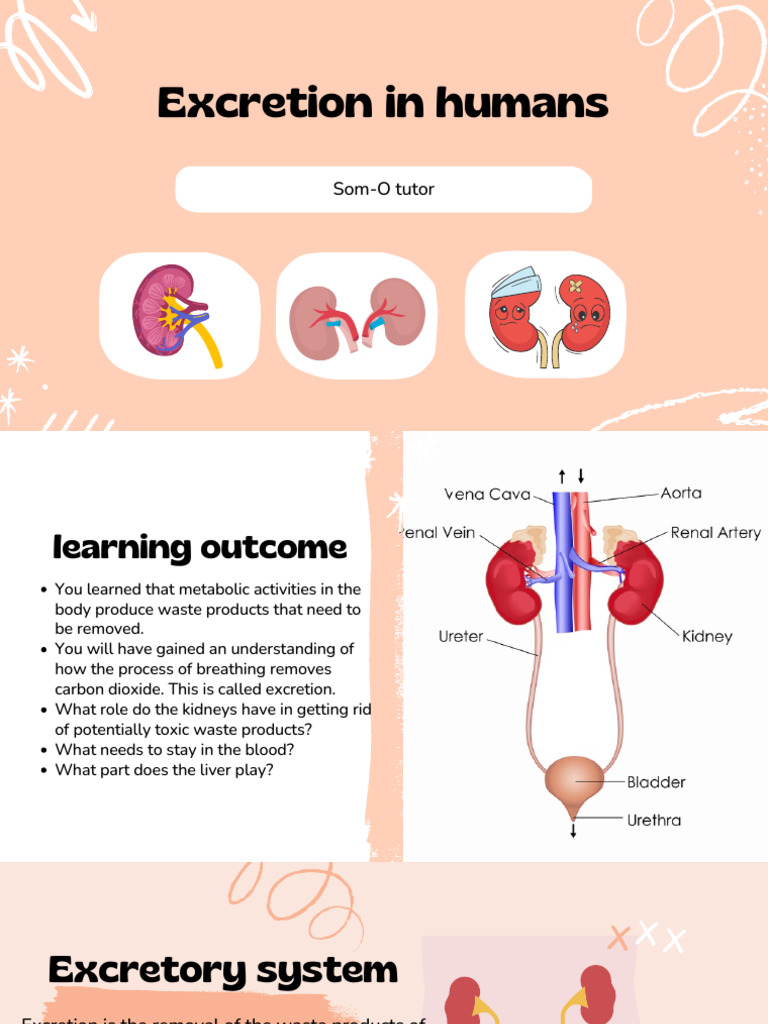 Excretion in Humans | Download Free PDF | Kidney | Excretion