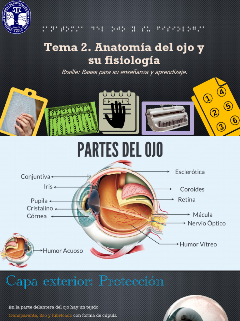Anatomia y Fisiologia Del Ojo | Descargar gratis PDF | Ojo humano | Anatomía