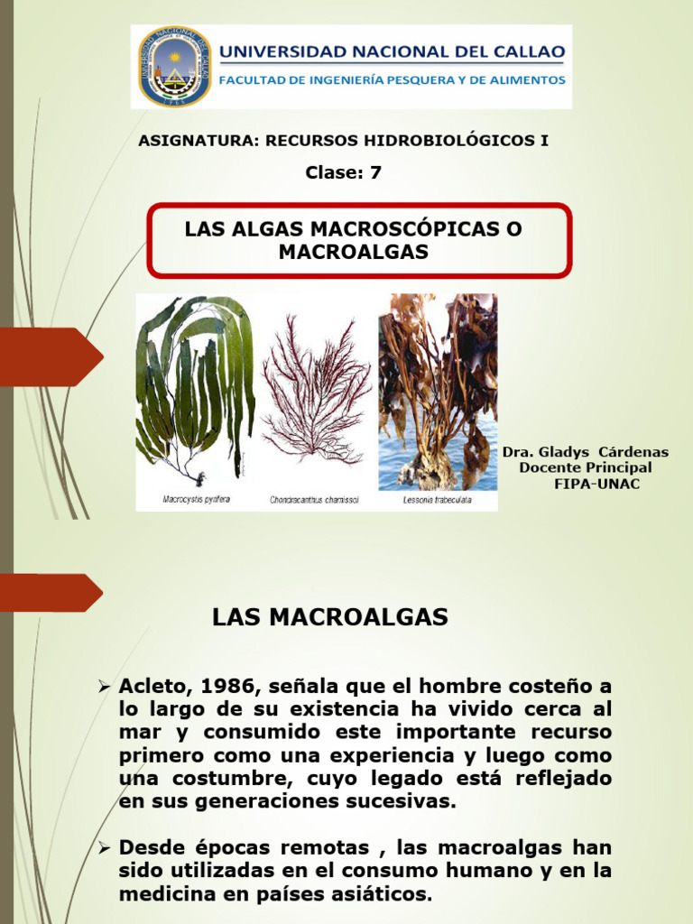 Clase7. Algas Macroscópicas | Descargar gratis PDF | Algas | Biología