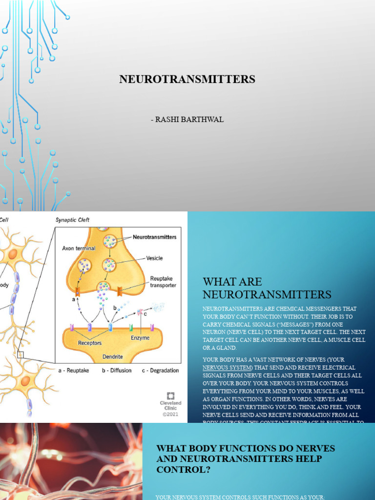 Presentation Neurotransmitters | PDF | Neurotransmitter | Neuron