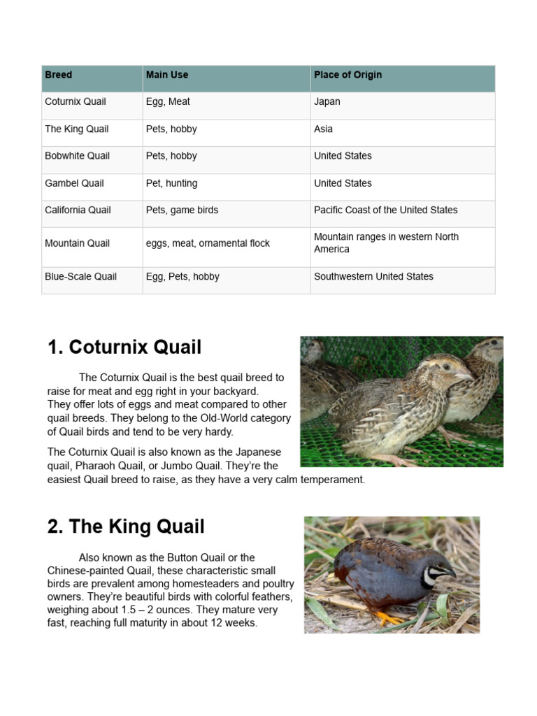 Breed of Quail | PDF | Birds | Zoology