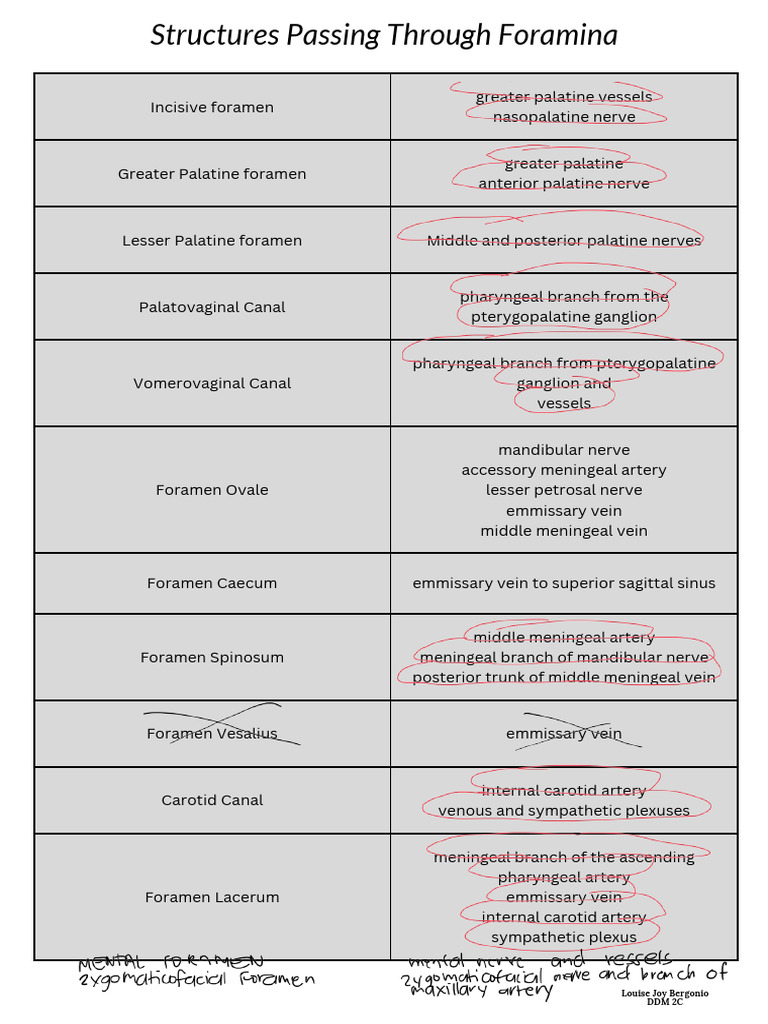 Structures Passing Through Foramina | PDF | Anatomy | Human Anatomy