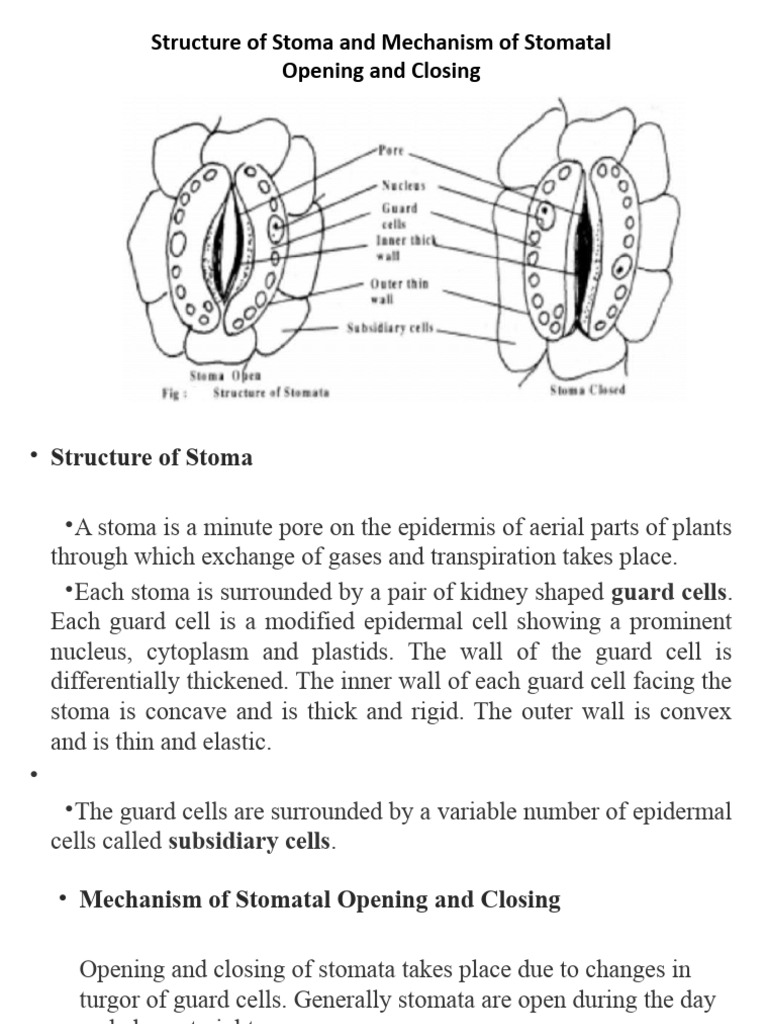 Stomatal Opening and Closing Mechanism | PDF | Stoma | Anatomy
