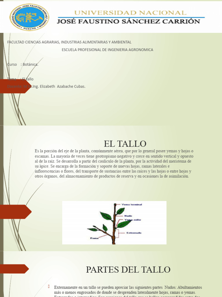Tipos y Estructura del Tallo | PDF | Tallo de la planta | Hoja