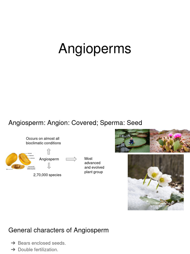 Angiosperm All | PDF | Fruit | Petal