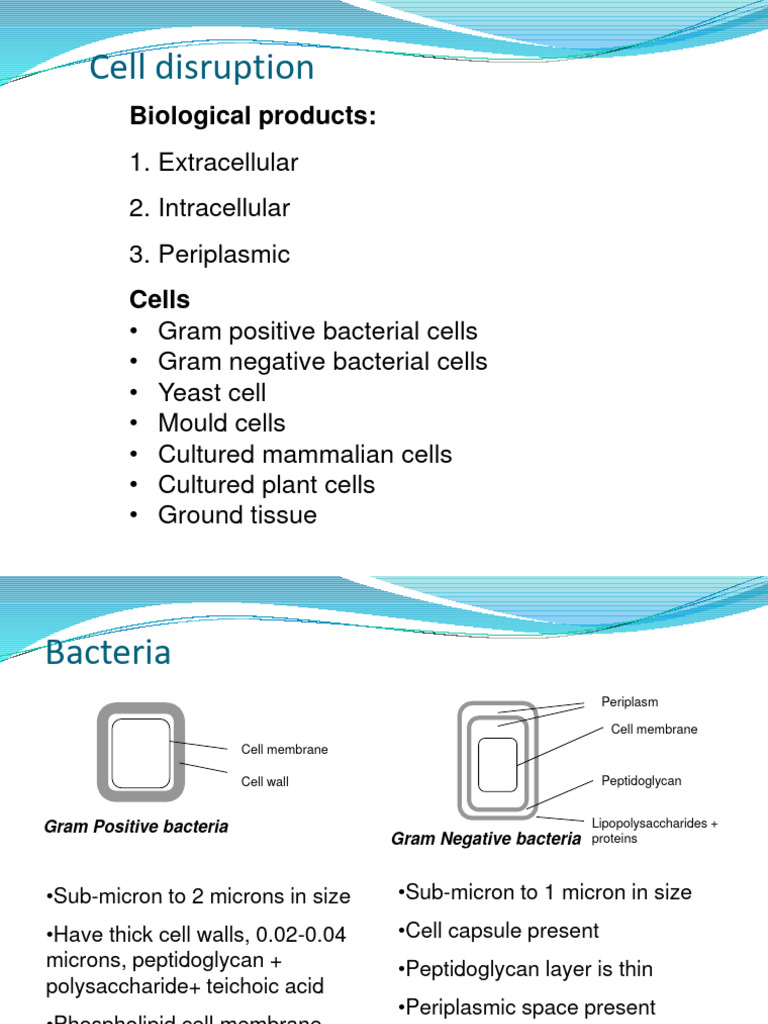 Cell Disruption | PDF | Cell (Biology) | Cell Wall