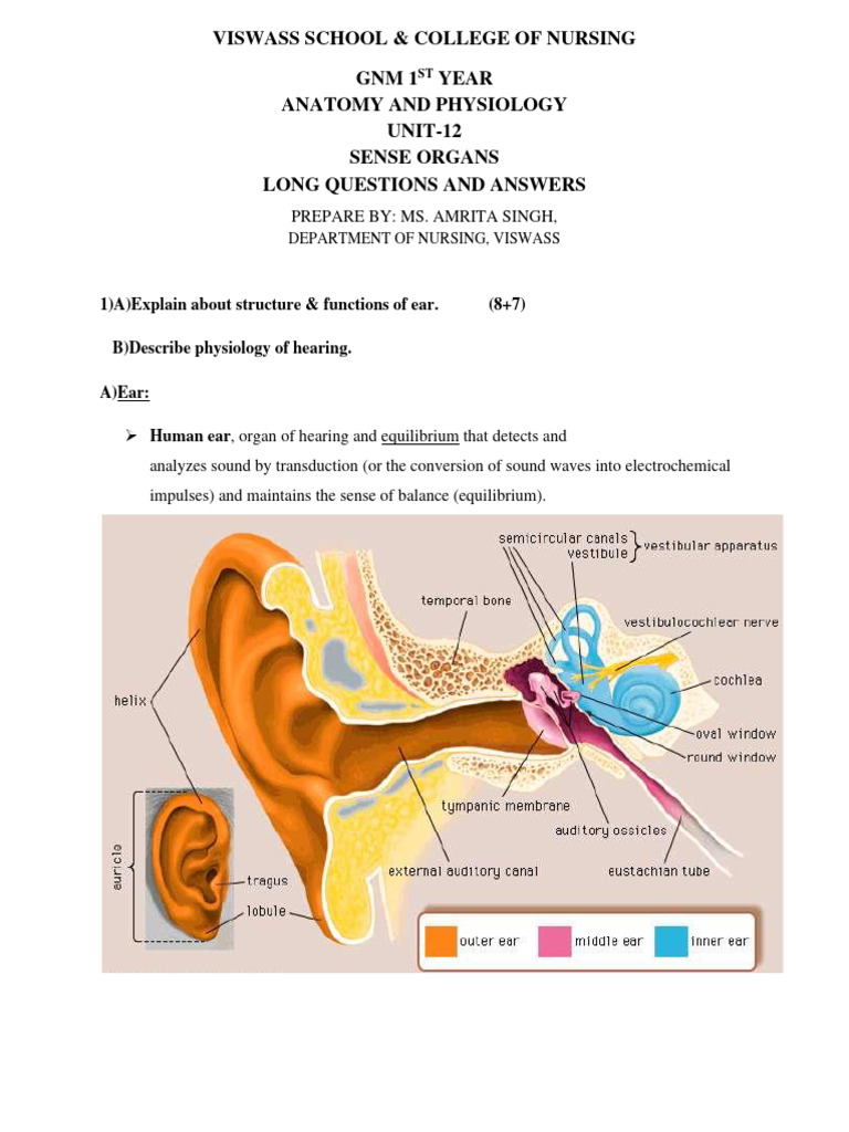 GNM 1st AnatPhysioU 12sense OrgansLong | PDF | Ear | Retina