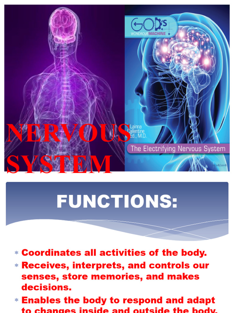 Nervous System (1) | PDF | Neuron | Nervous System