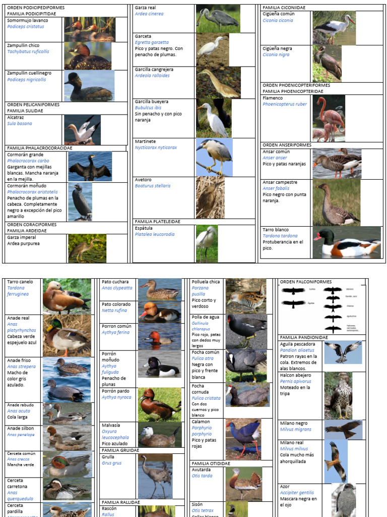 Guía de Aves: Identificación y Clasificación | PDF | Eurasia | Aves