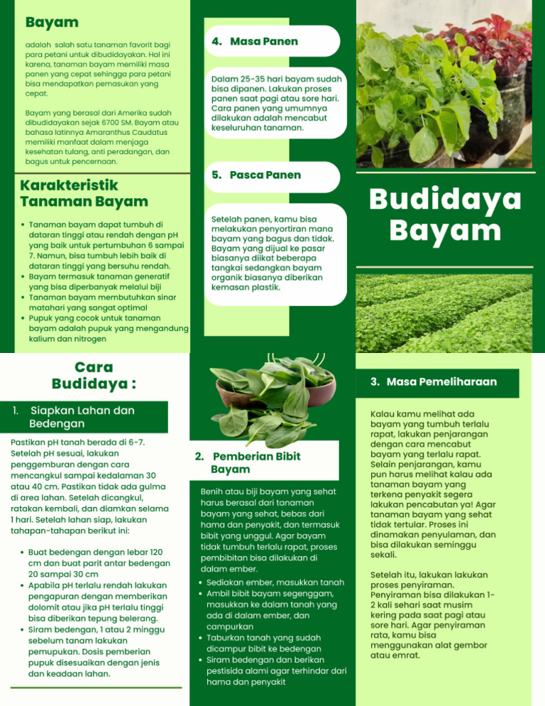 Leaflet Budidaya Bayam | PDF