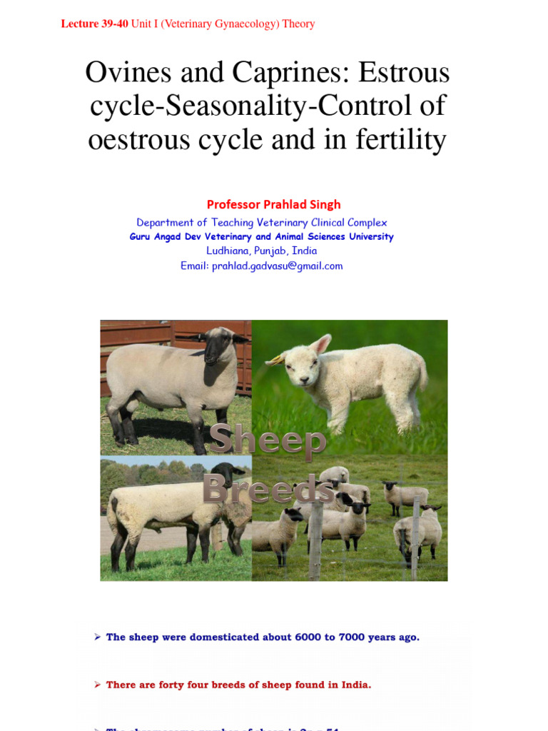 Estrous Cycle in Sheep and Goats | PDF | Luteinizing Hormone ...