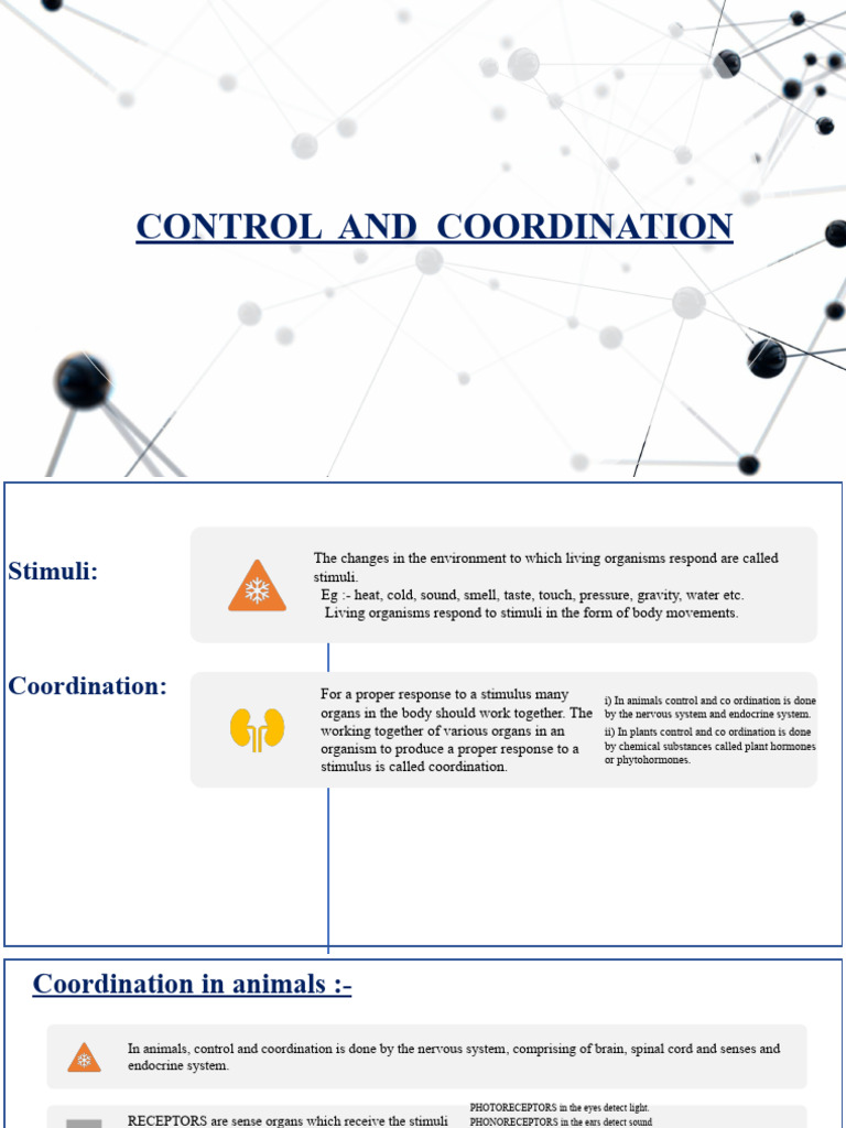 Control Coordination Final | PDF | Neuron | Stimulus (Physiology)