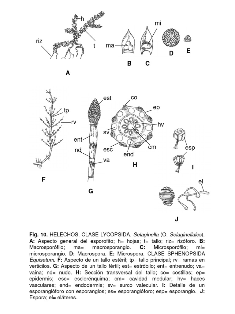 Fig. 10. HELECHOS. CLASE LYCOPSIDA. Selaginella (O. Selaginellales) - A ...