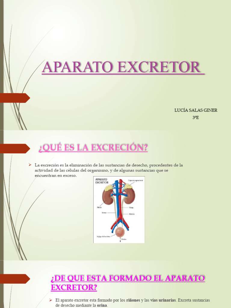 APARATO EXCRETOR | PDF | Riñón | Sistema urinario