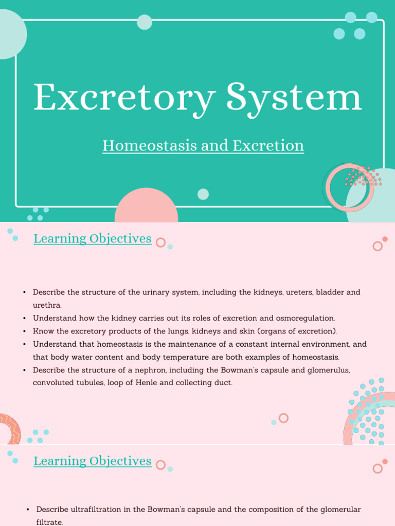 Excretory System Overview and Functions | PDF | Kidney | Urinary System