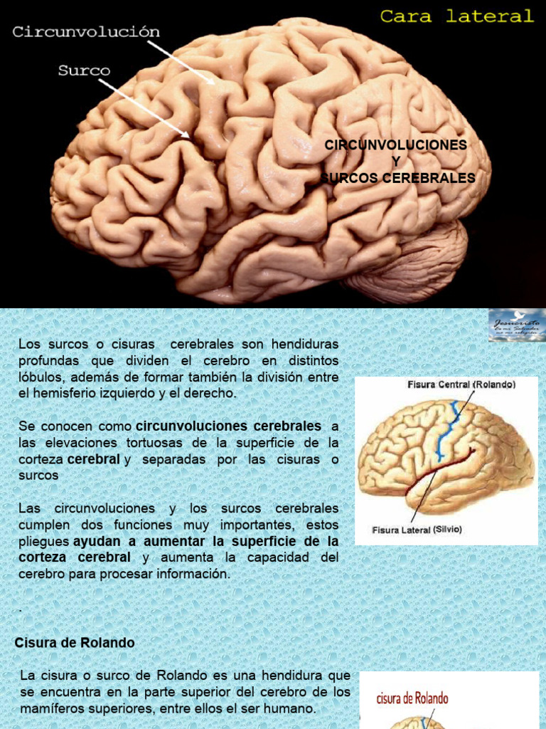 Neuro 25 Oct Clase | PDF | Cerebro | Lóbulo frontal